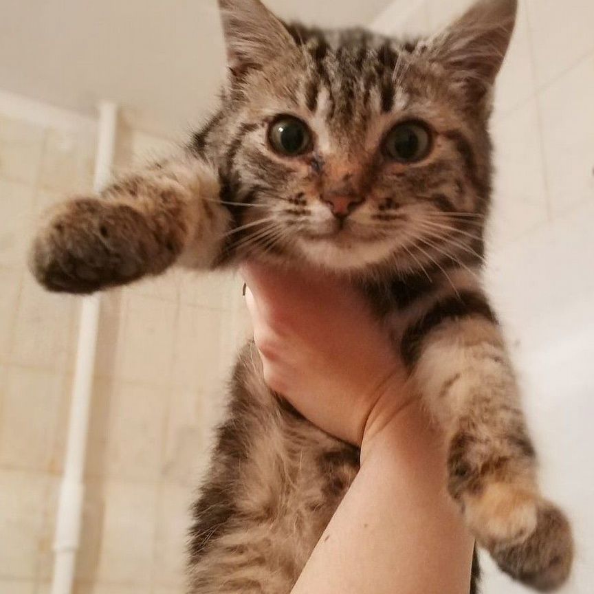 Котенок в добрые руки