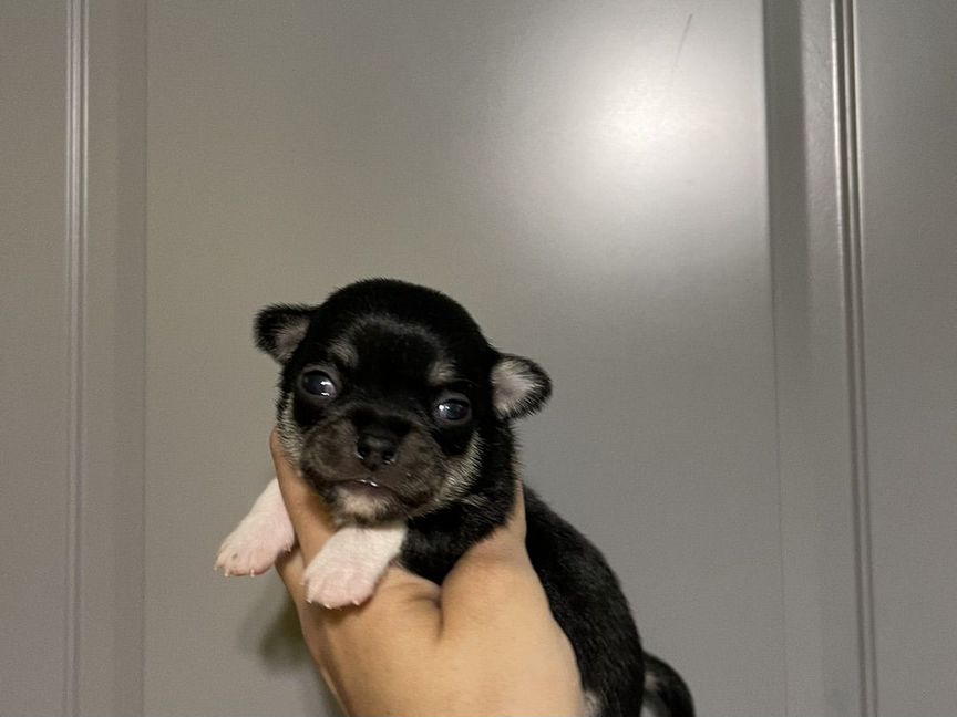 Щенки чихуахуа разные окрасы