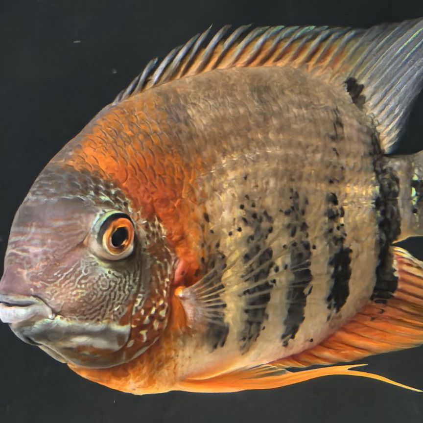 Северум красноплечий