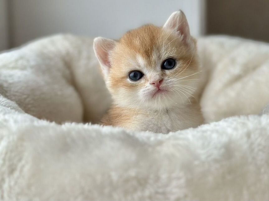 Кошка-красоточка золотая шиншилла bri ny12