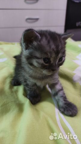 Котёнок шотландской вислоухой кошки