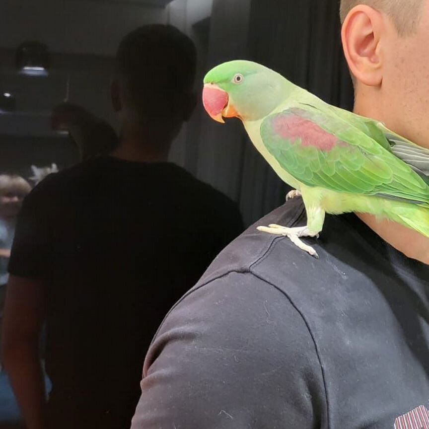 Александрийский Попугай