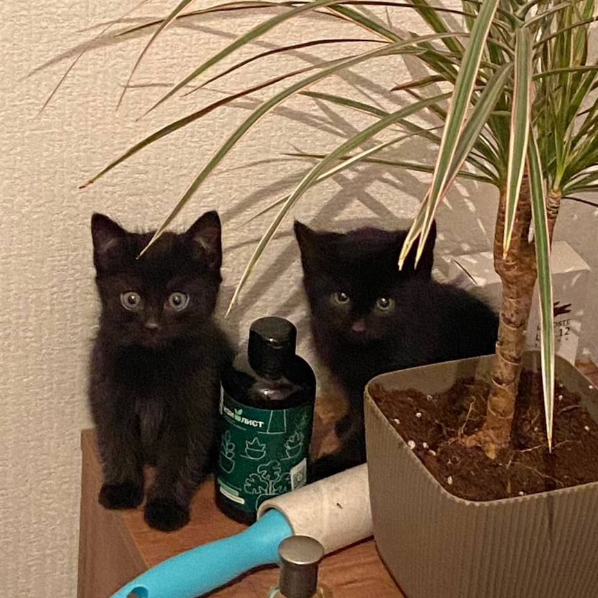 Котята