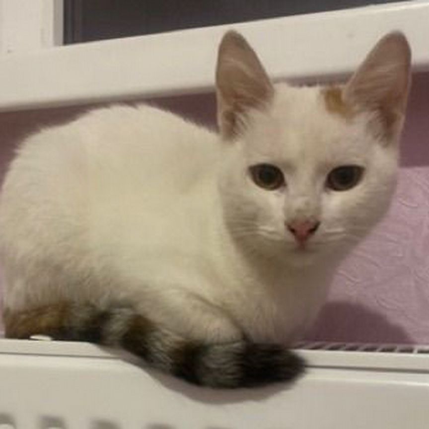 Кошечка котенок бесплатно