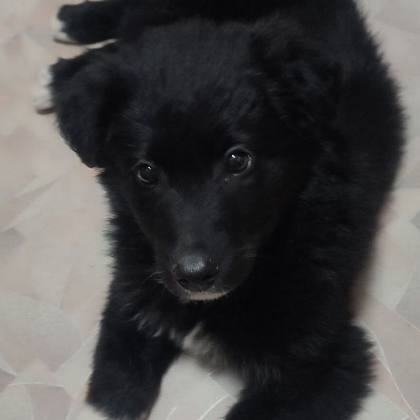 Отдам в добрые руки маленькую красавицу