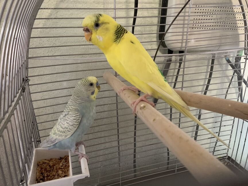 Волнистые попугаи пара