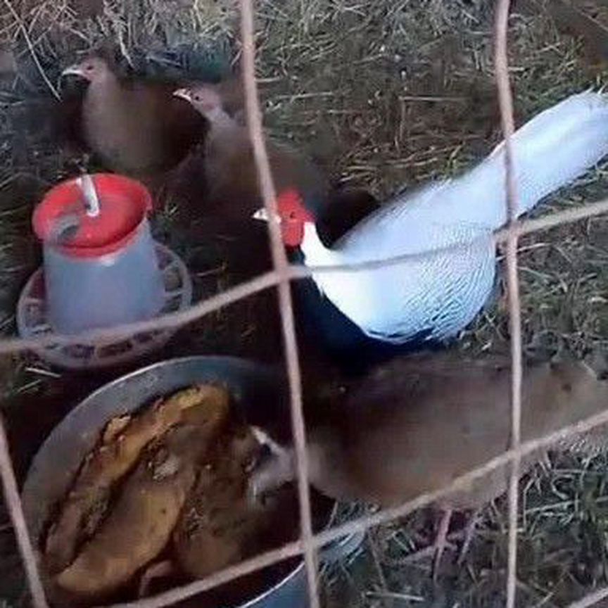 Инкуб яйца серебрянного фазана
