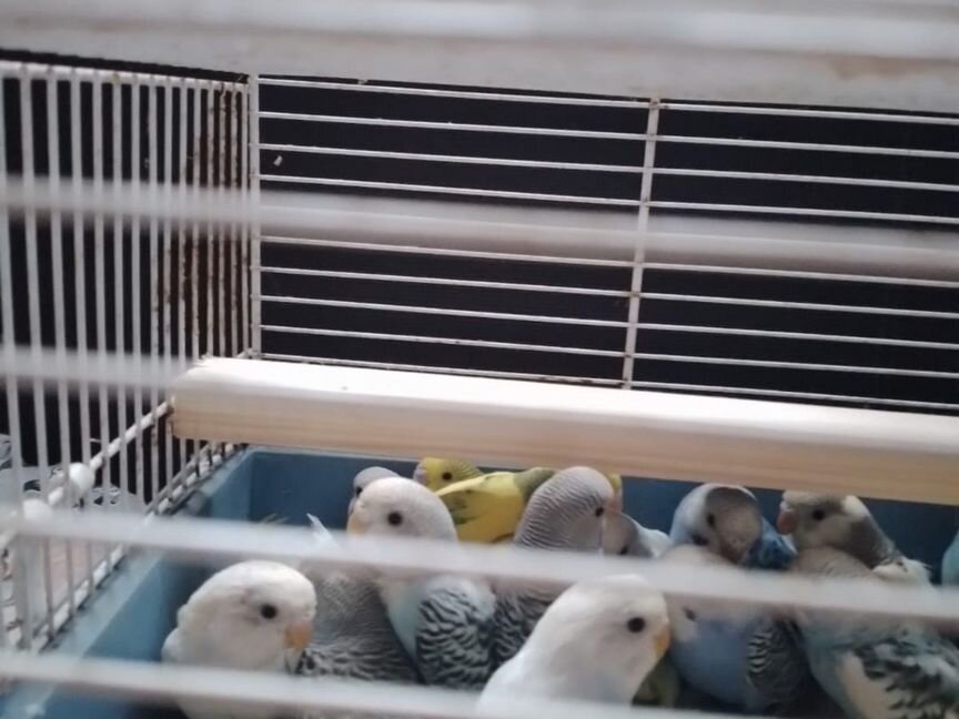 Продаю попугайчиков