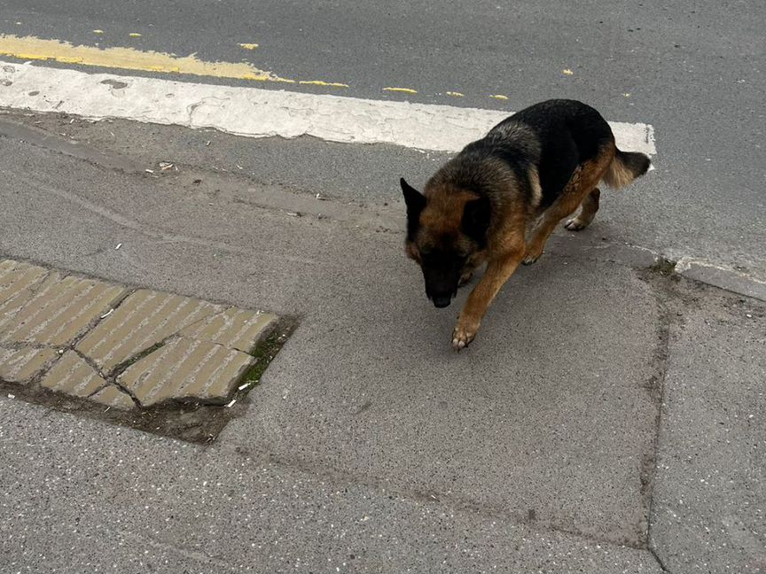 Найдена - замечена собака овчарка