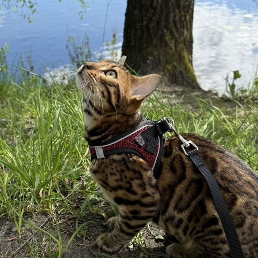 Шлейка для котенка