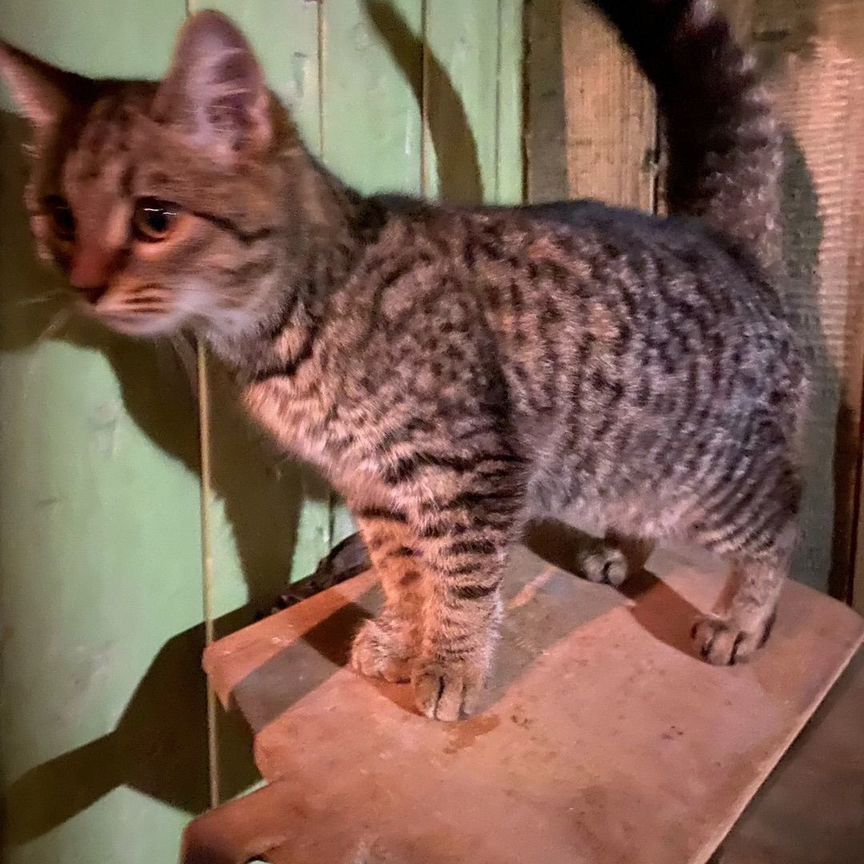 Котенок мальчив 6 мес