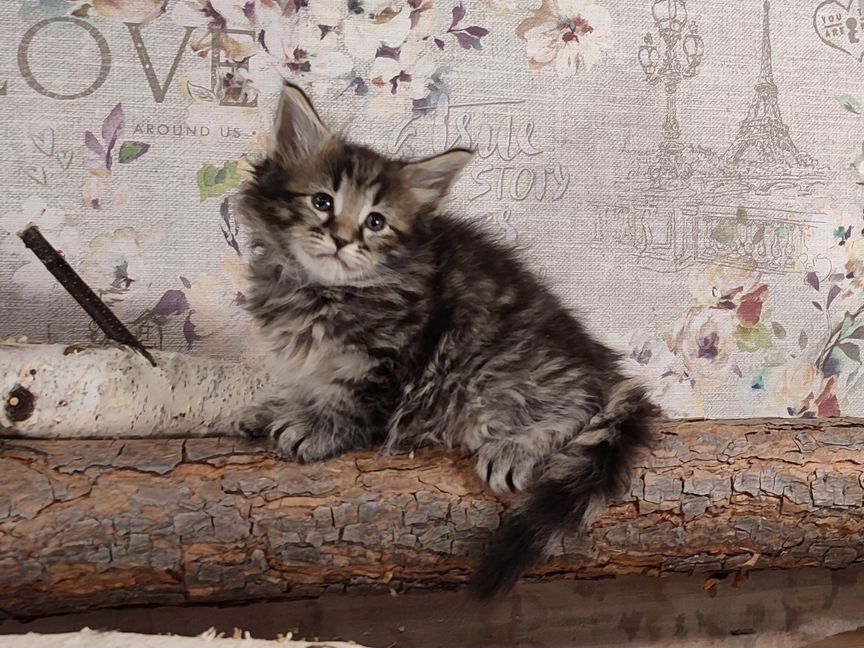 Котенок породы норвежская лесная с родословной