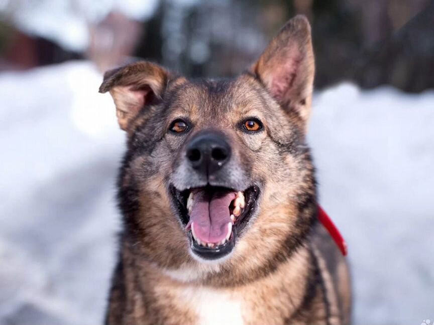 Статный красавец Хард ждёт родителей