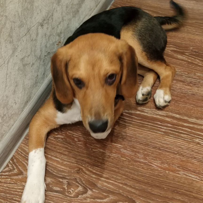 Бигль, щенок