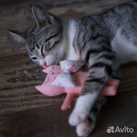 Котёнок Риччи (котик, 3 месяца)