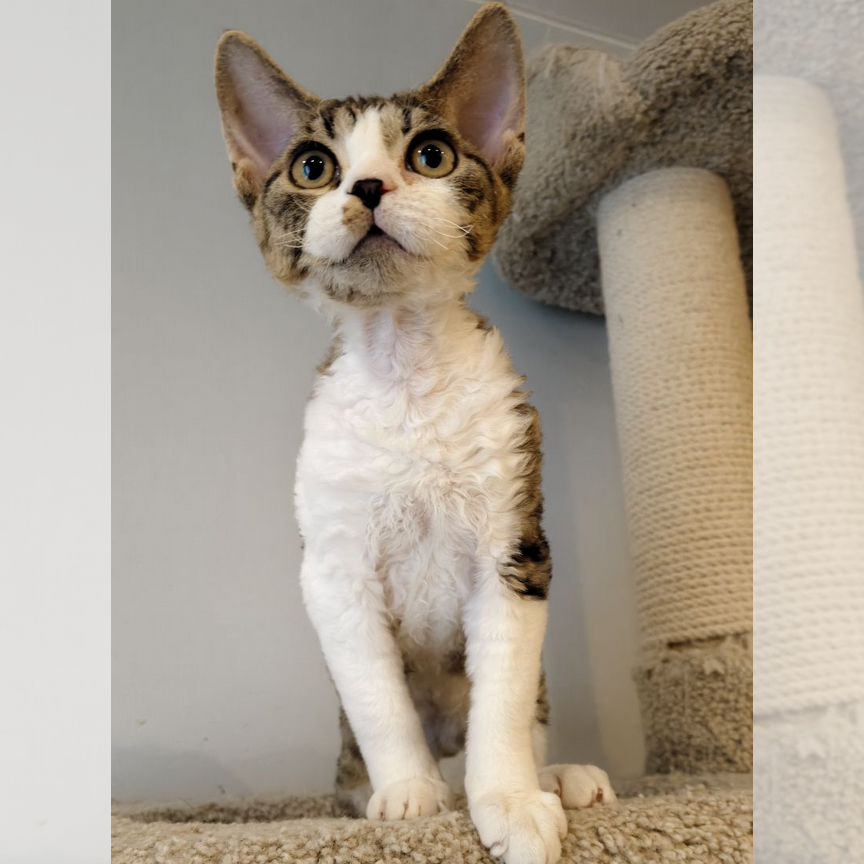 Девон-рекс котёнок