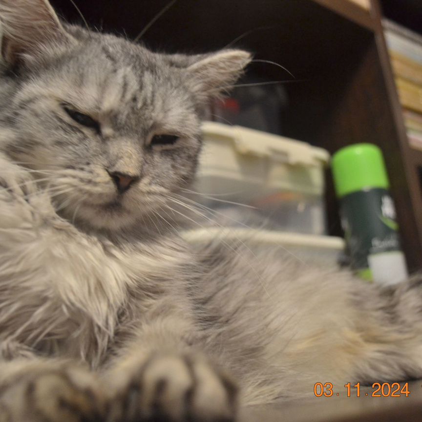 Серебристый таби, кошечка