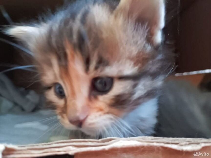 Милые котята ищут своих родителей)