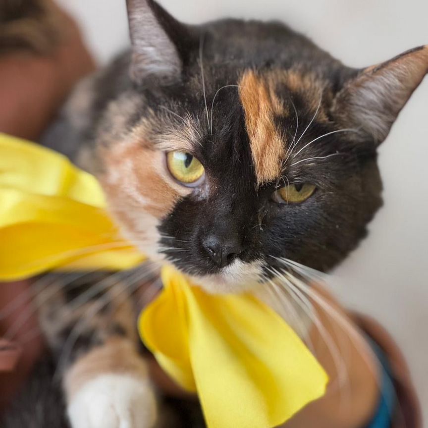 Медея-кошка из приюта ищет родителей