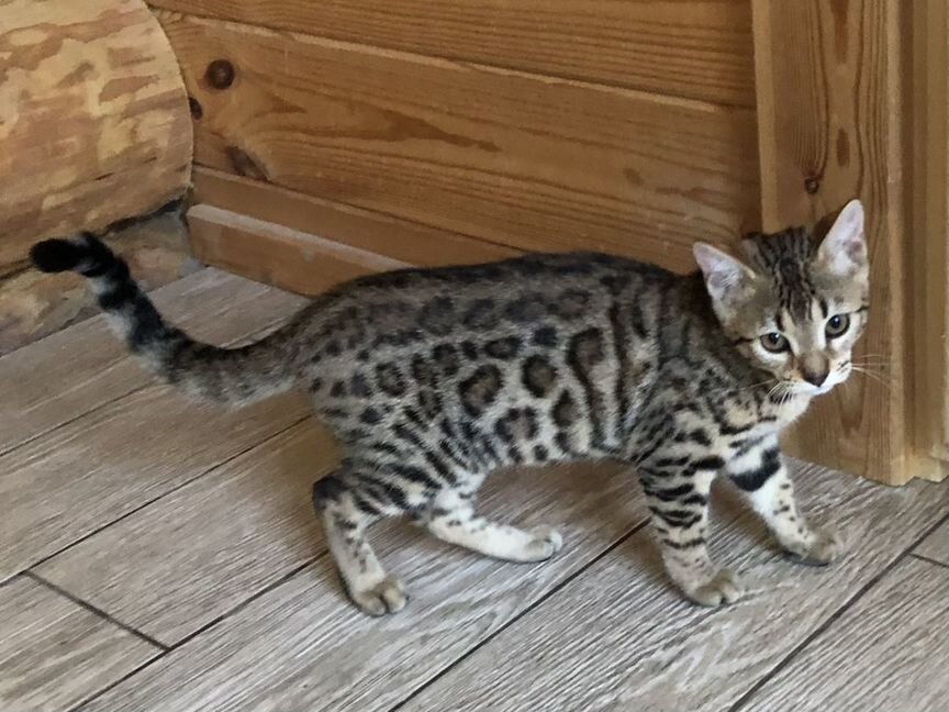 Бенгальские котята