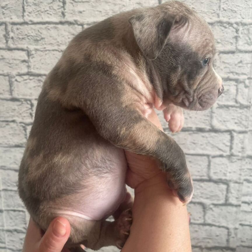 Амбулли мальчик голубой мерль