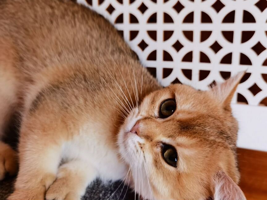 Британский золотой мальчишка