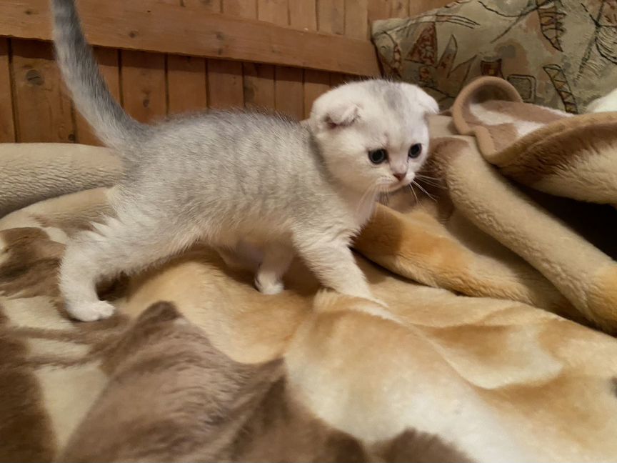 Шотландская шиншилла
