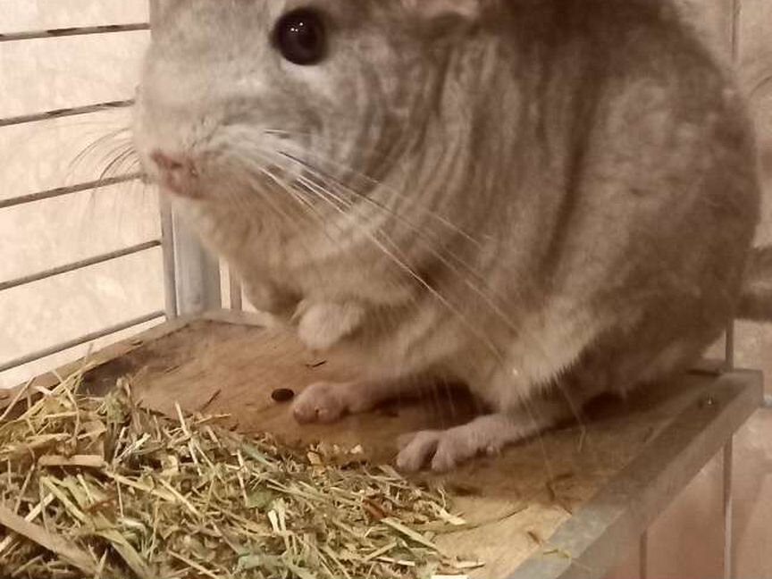 Клетка вольер с шиншилой