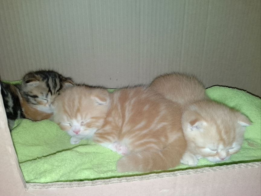 Шотландские котята