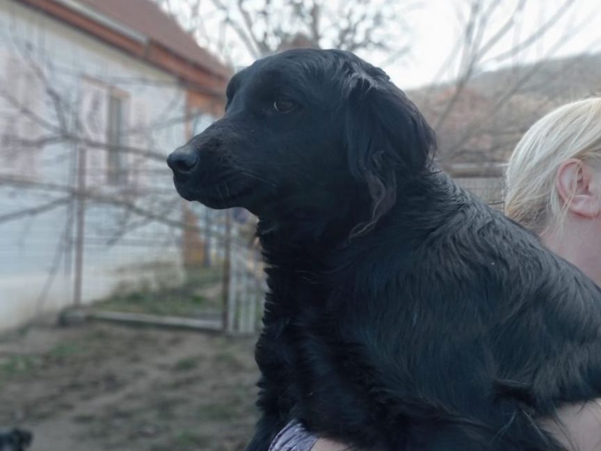 Собака в добрые руки отдам бесплатно