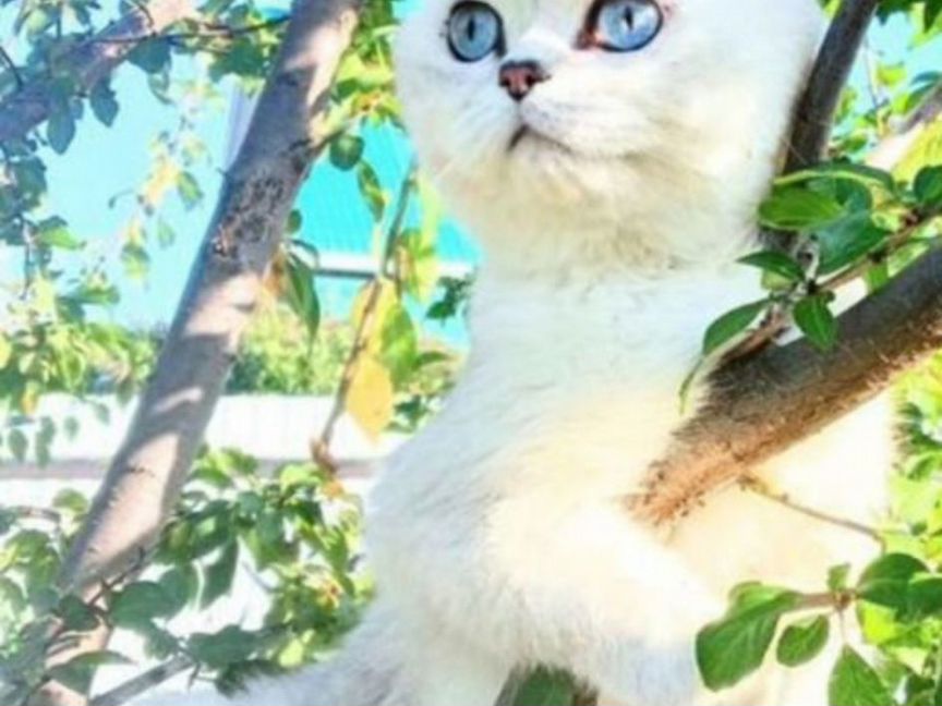 Британский кот