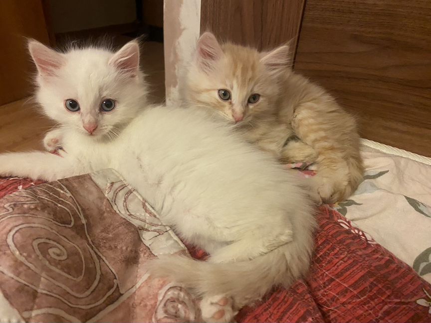 Найдена кошка