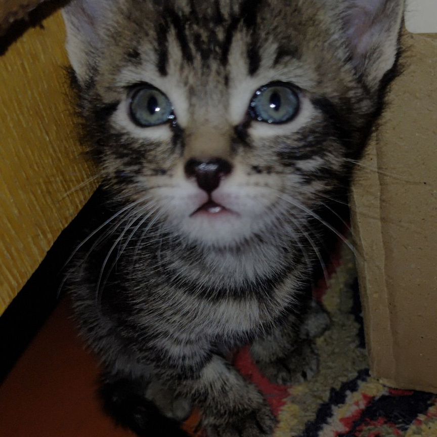 Котёнок в добрые руки