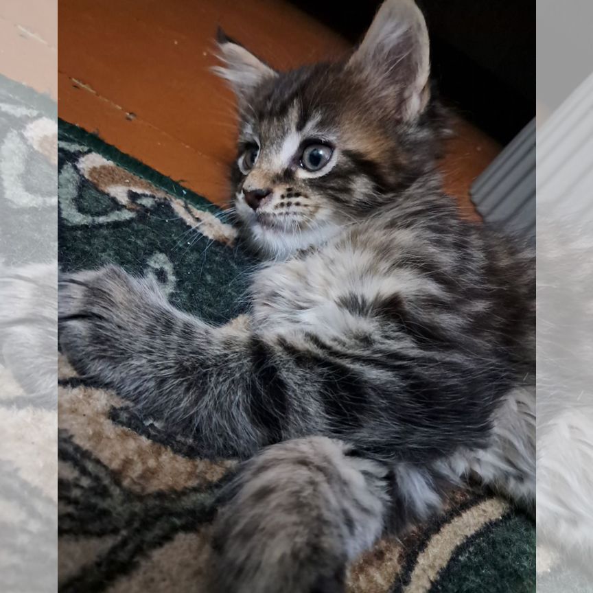 Мейн-кун котёнок