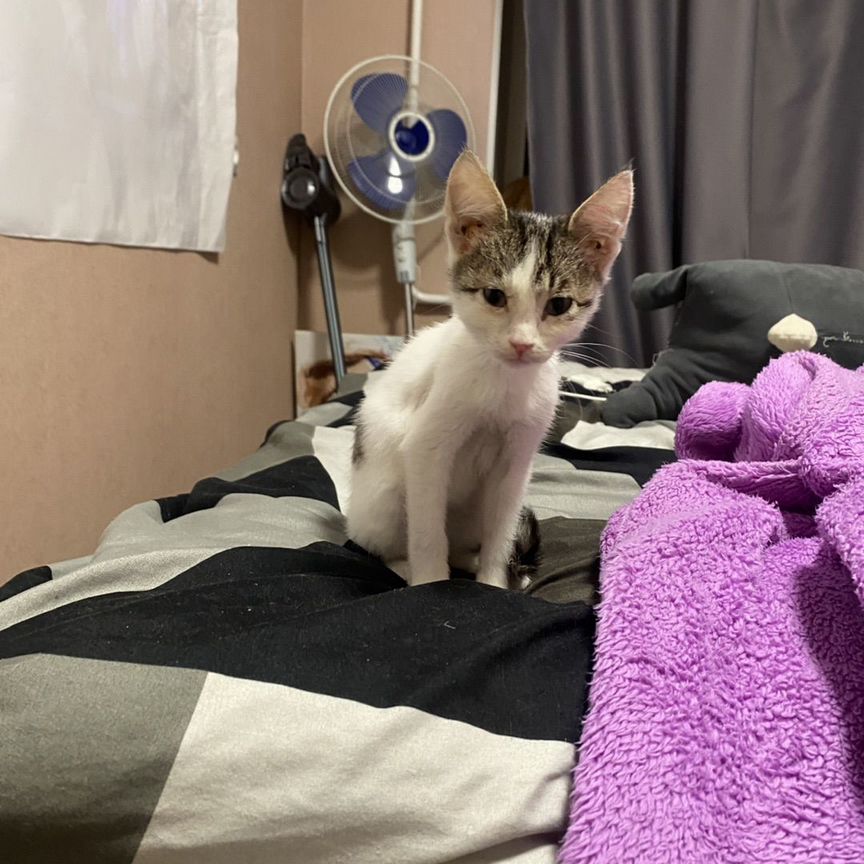 Котёнок в добрые руки