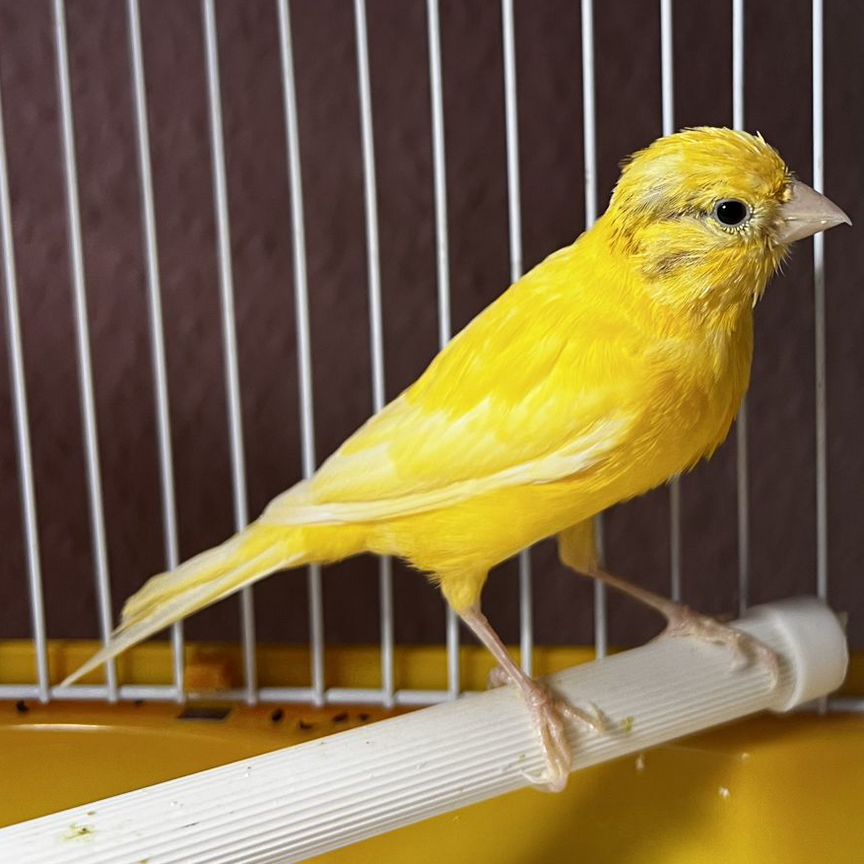 Молодой кенар