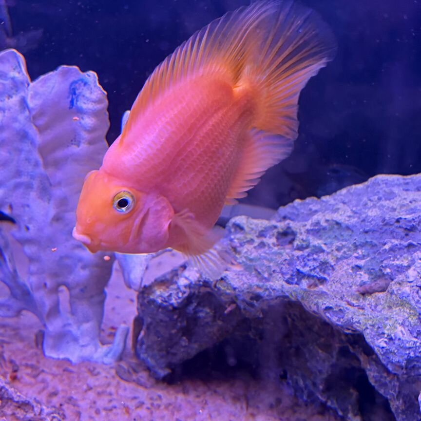 Цихлида попугай