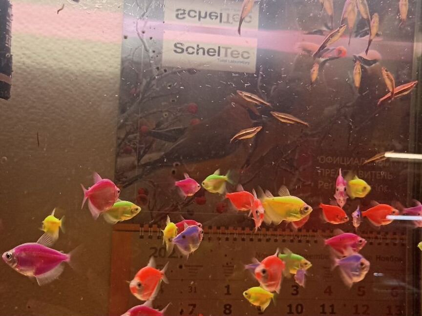 Тернеция глофиш