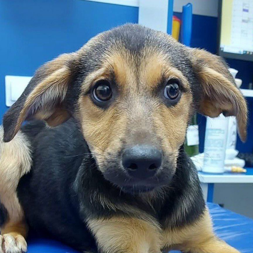 Собака в добрые руки