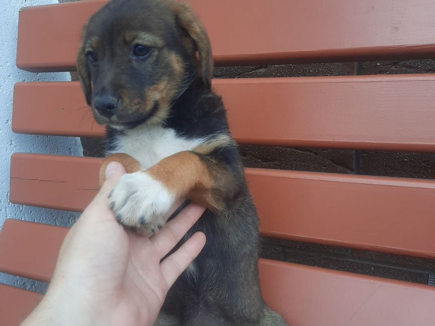 Щенок девочка в добрые руки