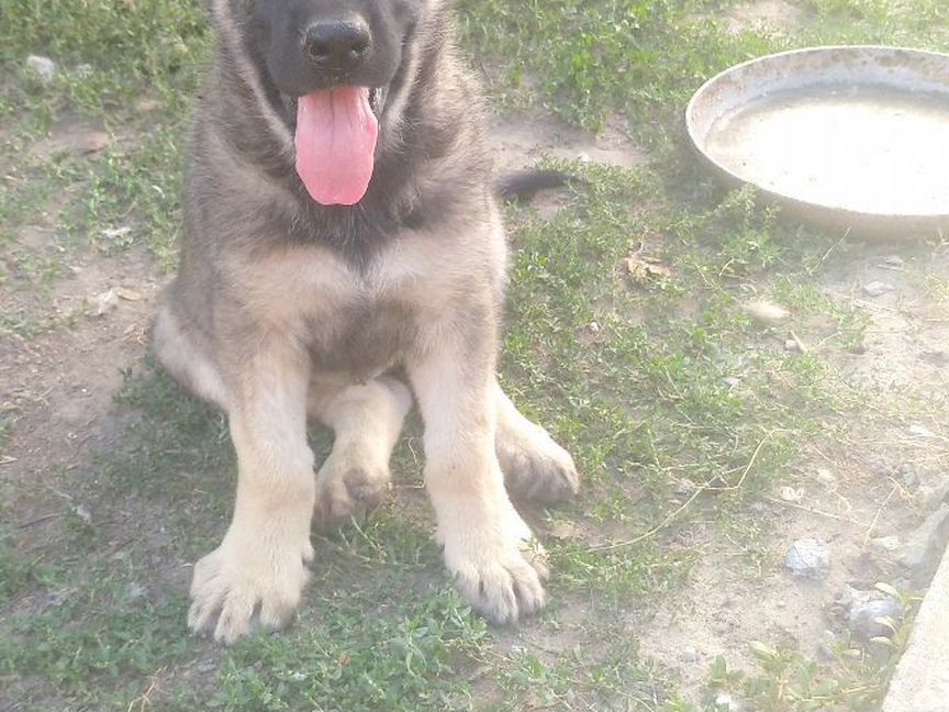 Восточноевропейская овчарка