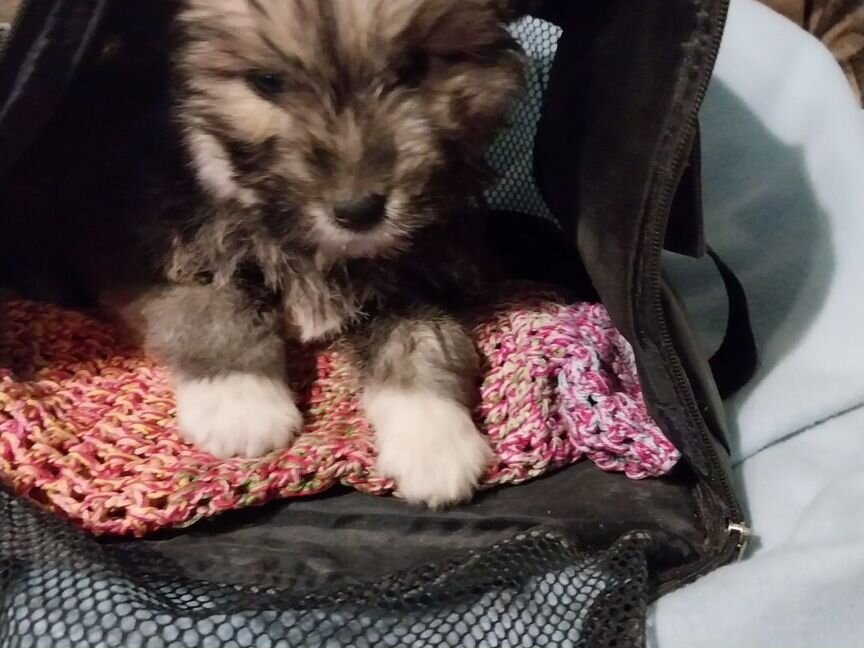 Метис болонки