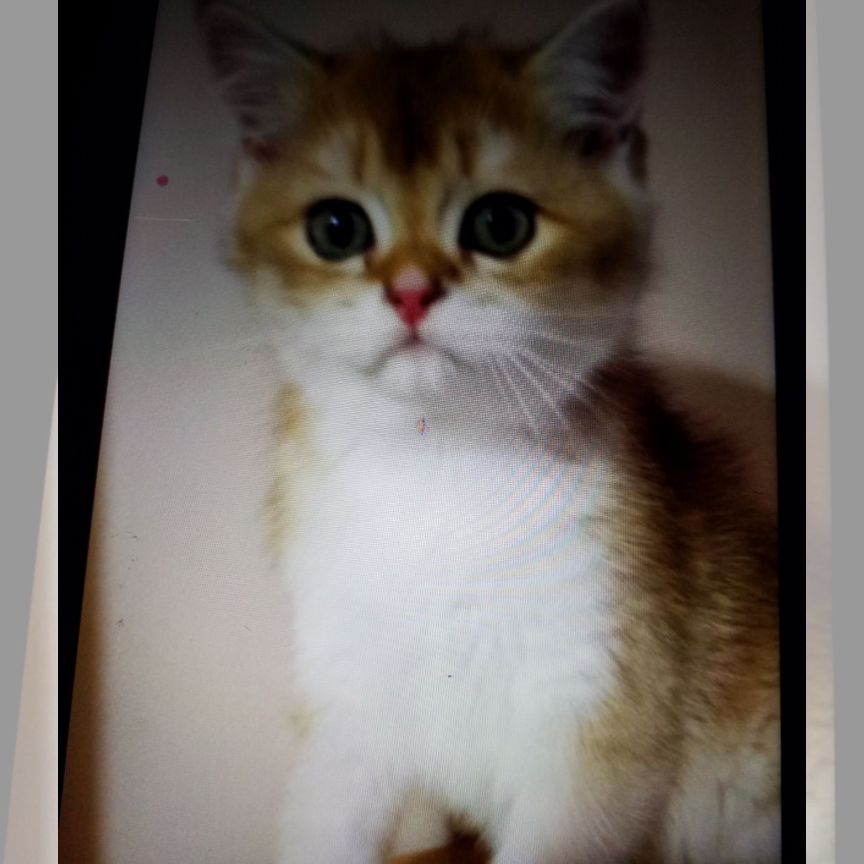 Шотландский вислоухий короткошёрстный котёнок