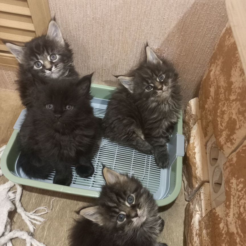 Мейн-кун котёнок
