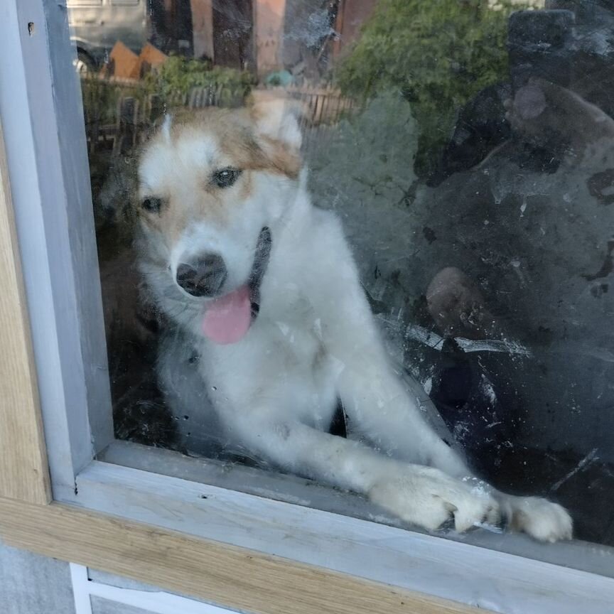 Отдам в добрые руки пса кличка Миша в сад, на дачу