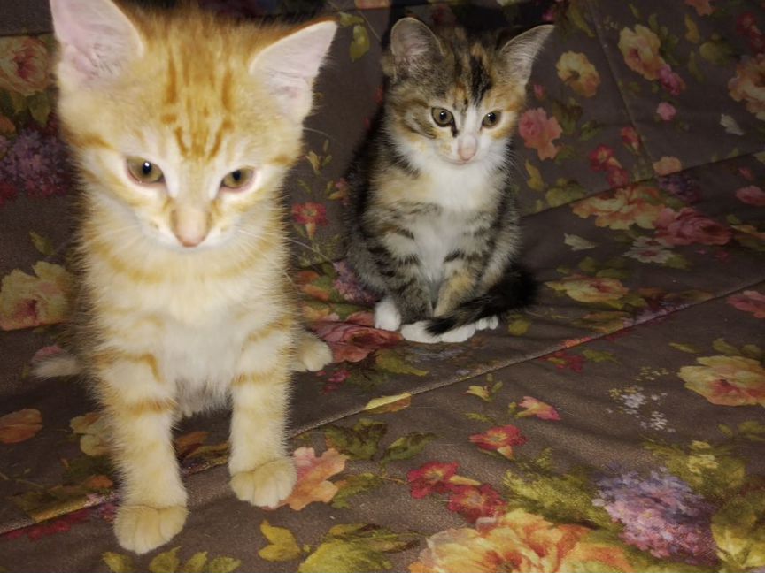 Котята в добрые руки приучены к лотку