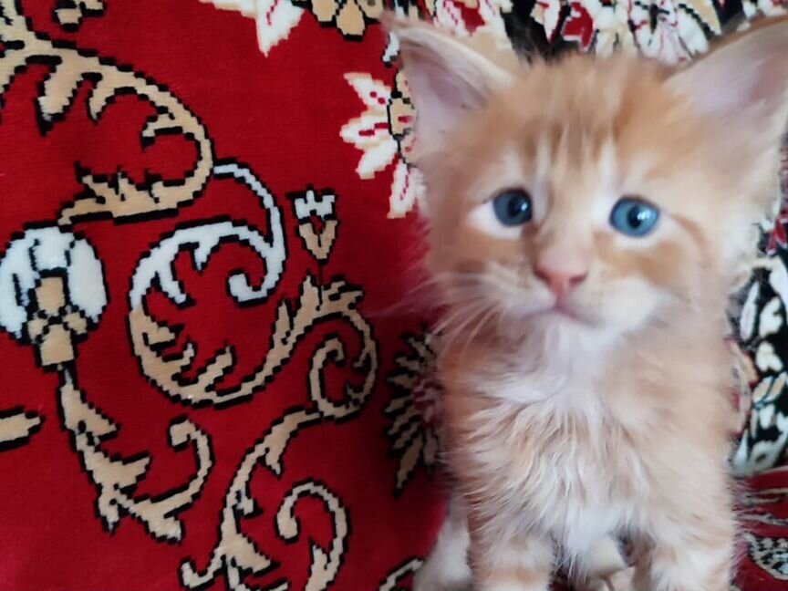 Котята мейн-кун