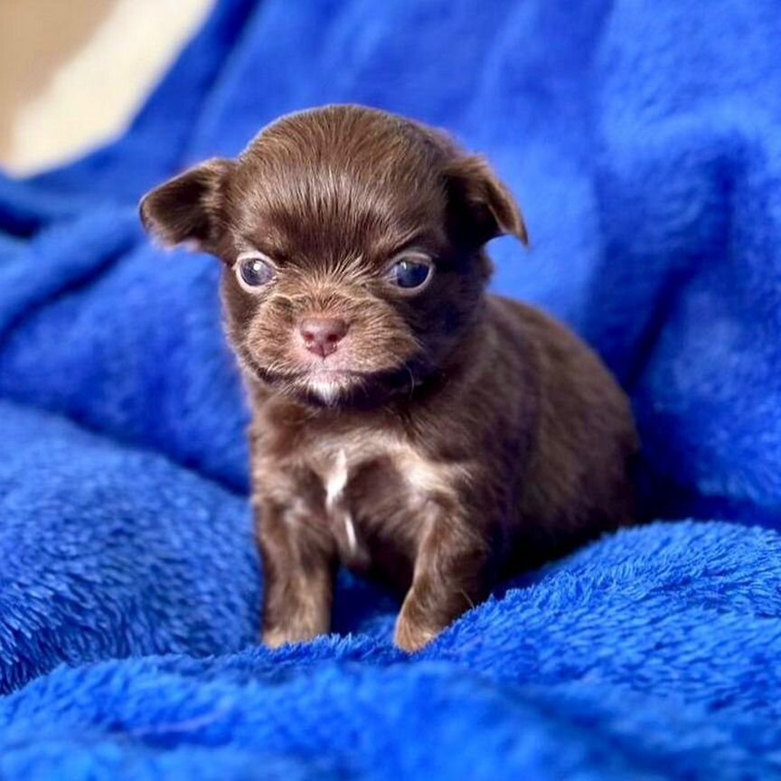 Чихуахуа щенки длинношерстные