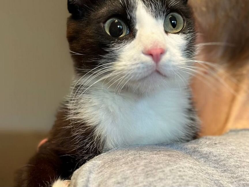 Самый ласковый кот в добрые руки