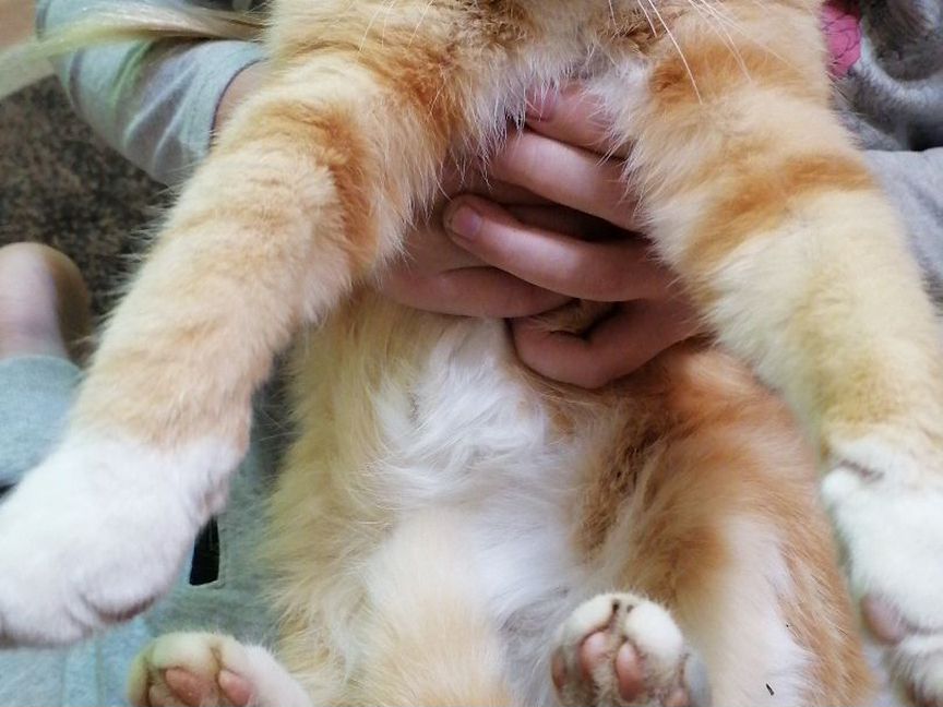 Котик в дар